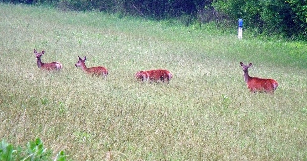 Fák, erdők, parkok. Elbi blogja: A Bárkarakodó-rét környékén