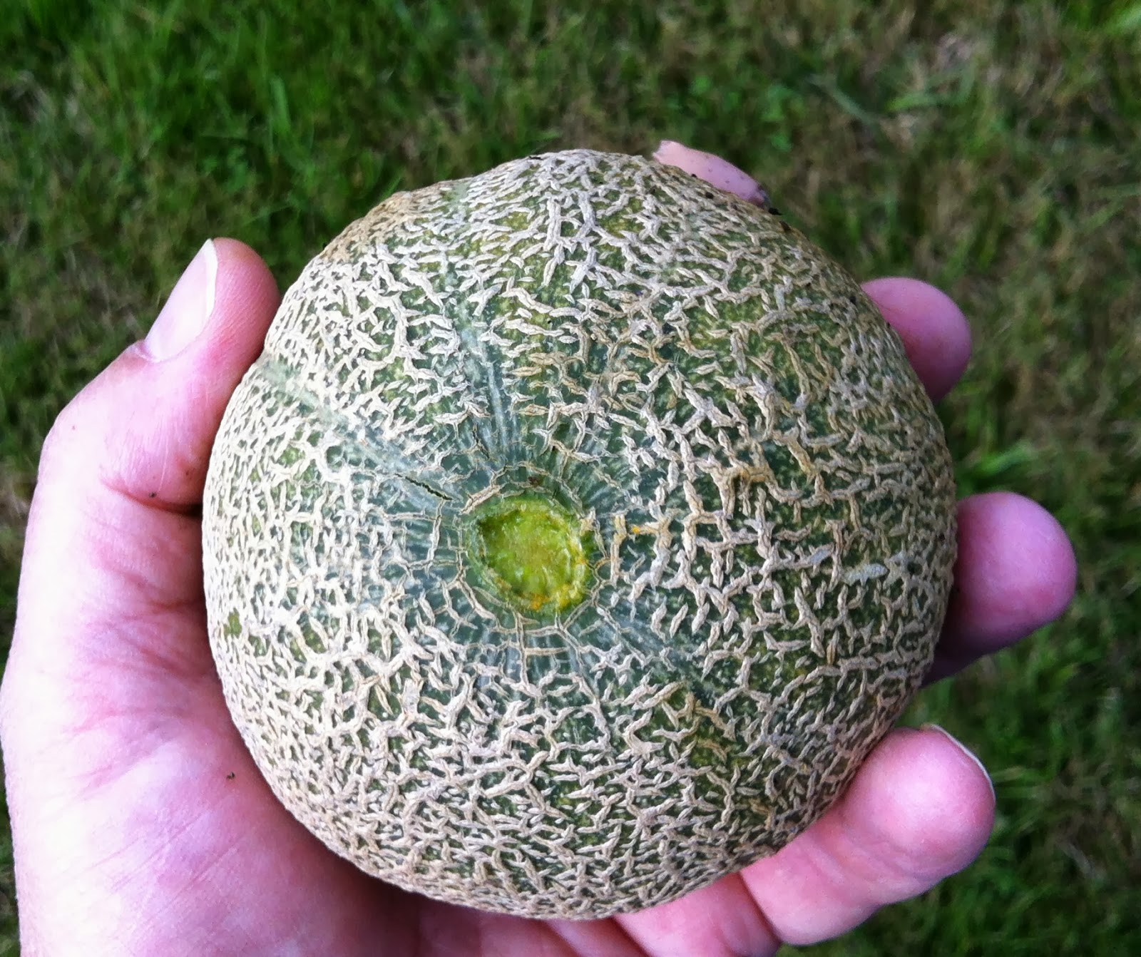 Growing Greener in the Pacific Northwest: Kitchen Garden