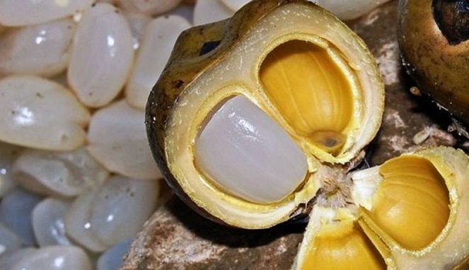 Efficacy and Benefits Kolang Kaling | BENEFIT FOR HEALTH