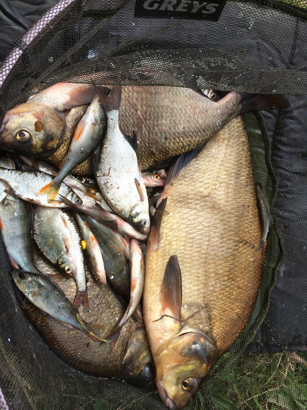 Danny's Angling Blog: Pole Fishing the River Weaver: Bream Provide ...