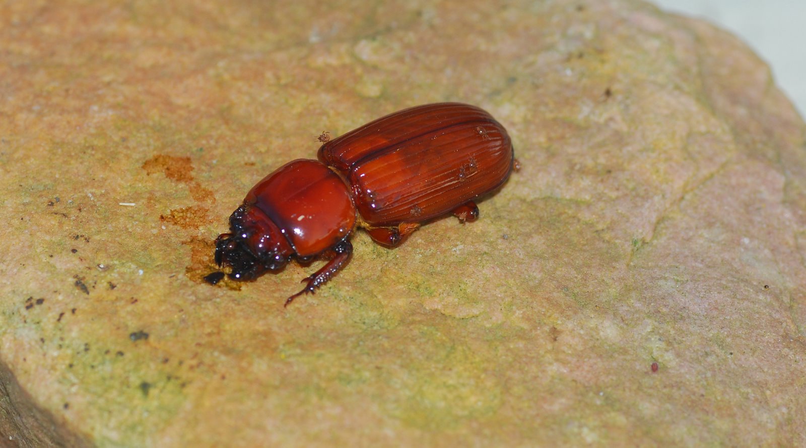 MObugs: Bess Beetles
