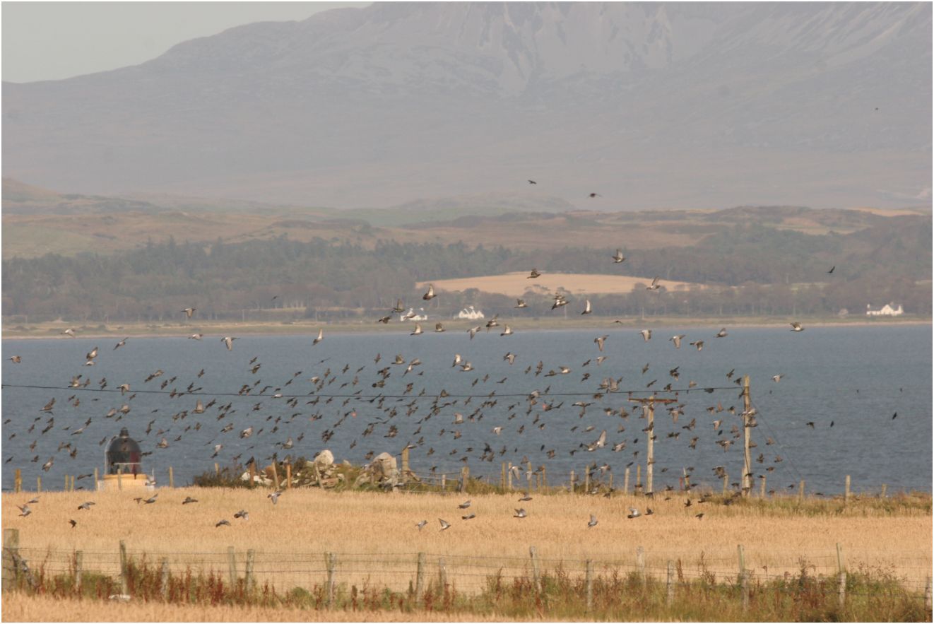 Islay Natural History Trust: Birds in the Barley Crop