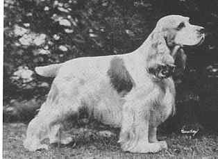 What Is Spaniel Rage