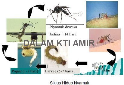 drh.Amirullah, M.Si: EKTOPARASIT DAN PENGENDALIANNYA