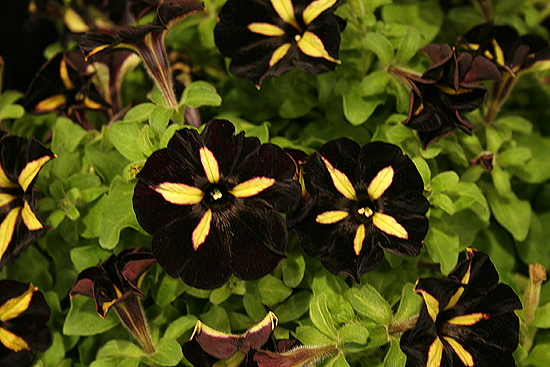 Petunia 'Black Cat' The World's First Black Petunia : MrBrownThumb