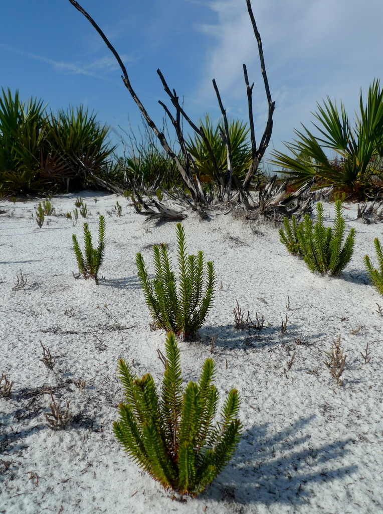Field Notes: Life in the Scrub