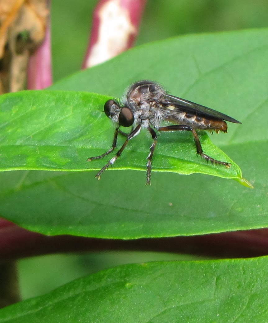 Bug Eric: Robber Fly: Heteropogon macerinus