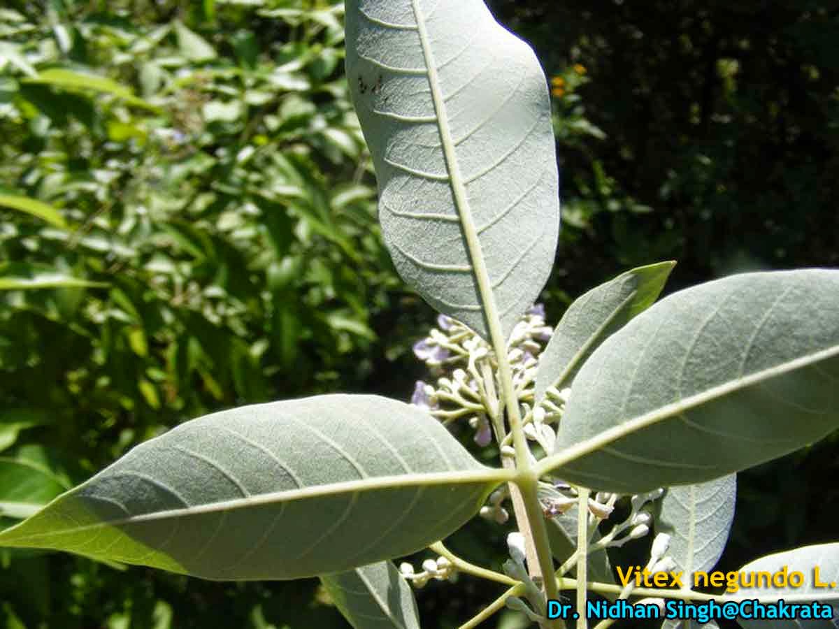 Medicinal Plants: Vitex negundo, Muguet bleu, Nirgundi, Nochhi, Vavili ...