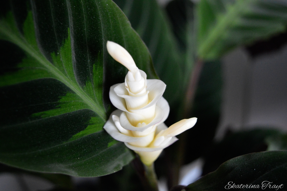 Forest Lair: Calathea Flowers [Daily Photo #444]