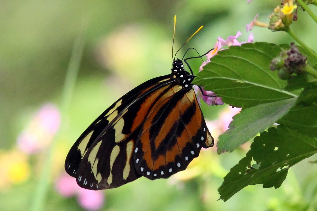 Rio Grande Valley Butterflies: Tiger Mimic-Queen at NBC, 12/22/13