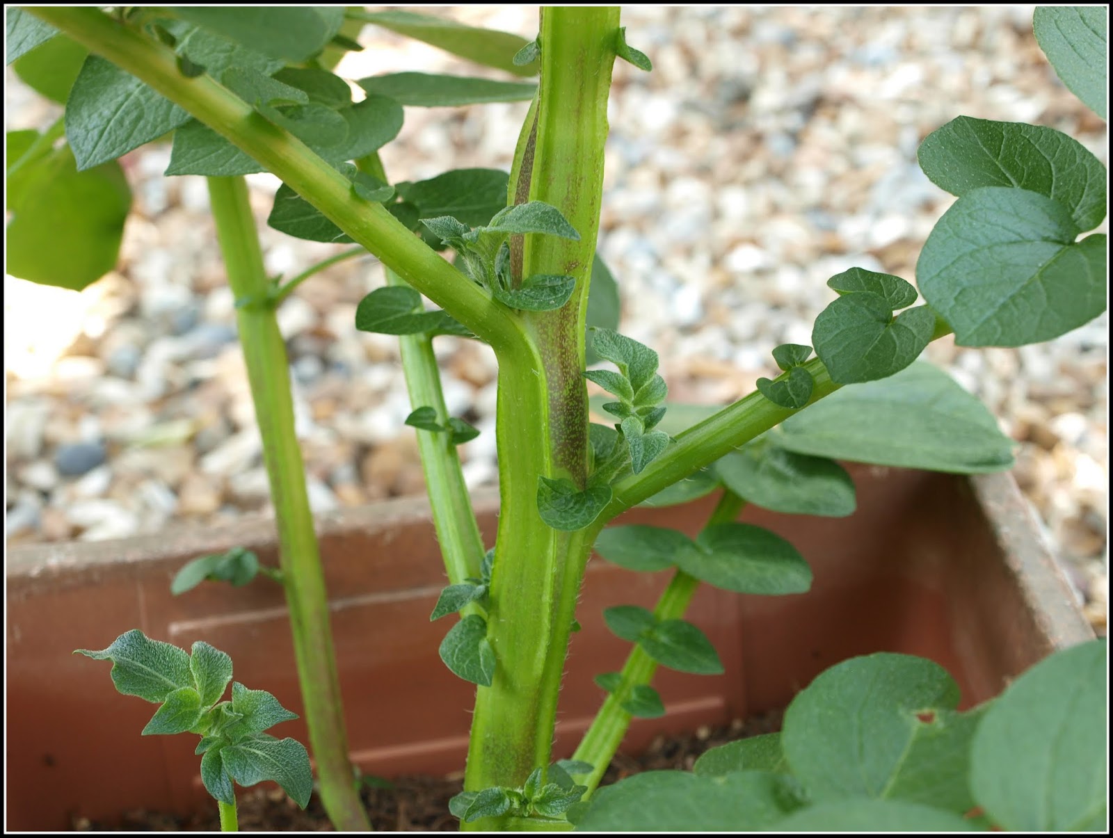 Mark's Veg Plot: Blight-resistant potatoes update