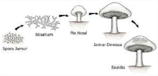 Siklus Hidup Jamur Tiram Oemah Jamur