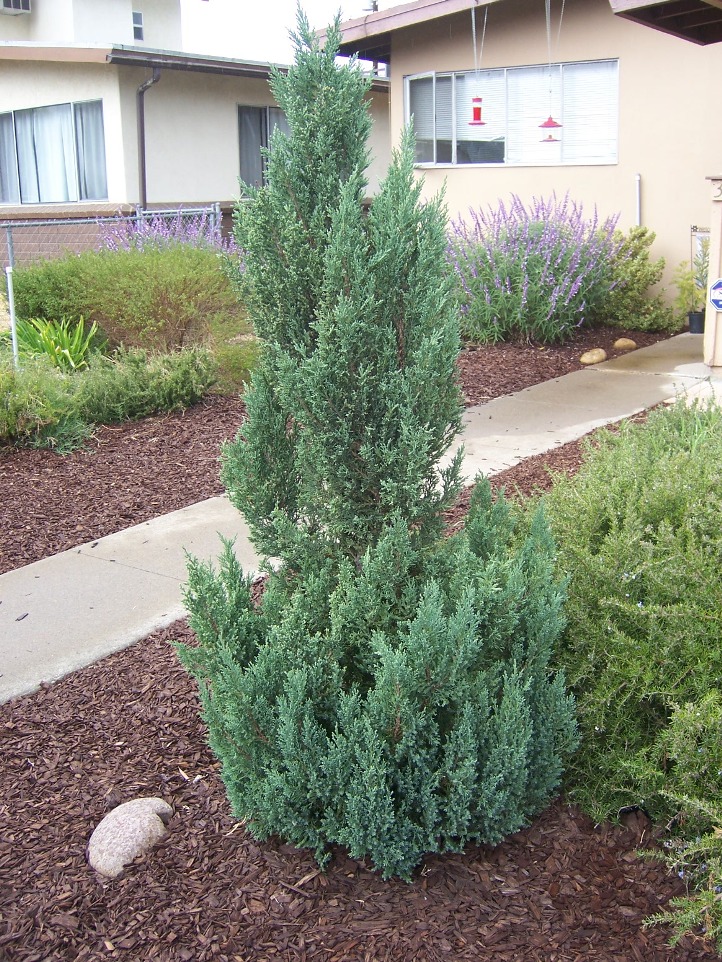The 2 Minute Gardener Photo Blue Point Juniper Juniperus Chinensis Blue Point
