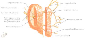 Healthy Ranula: Anatomy and Physiology of the Salivary Glands and ...