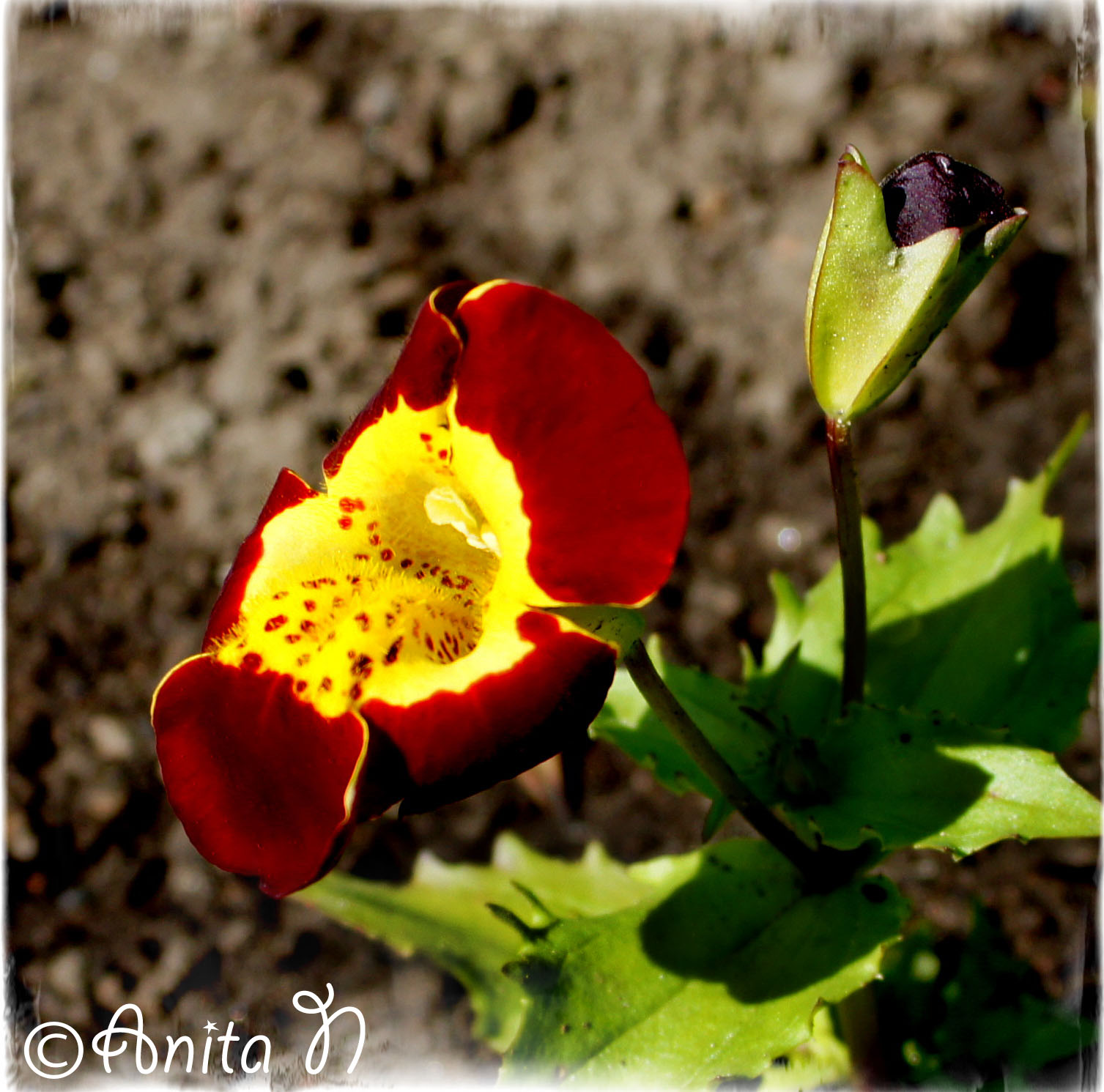 ormbunke: NF Blommor #6- Monkey Flowers m.m.