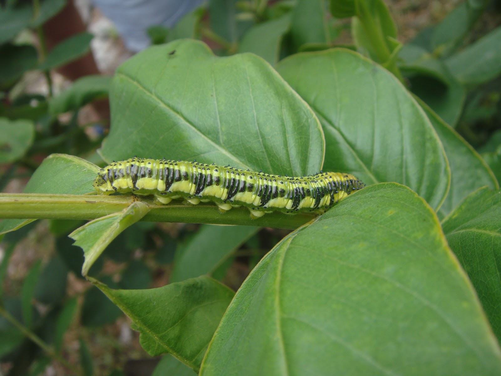 Survey of Florida Invertebrates : (Day 6) Arnold's Wildlife ...