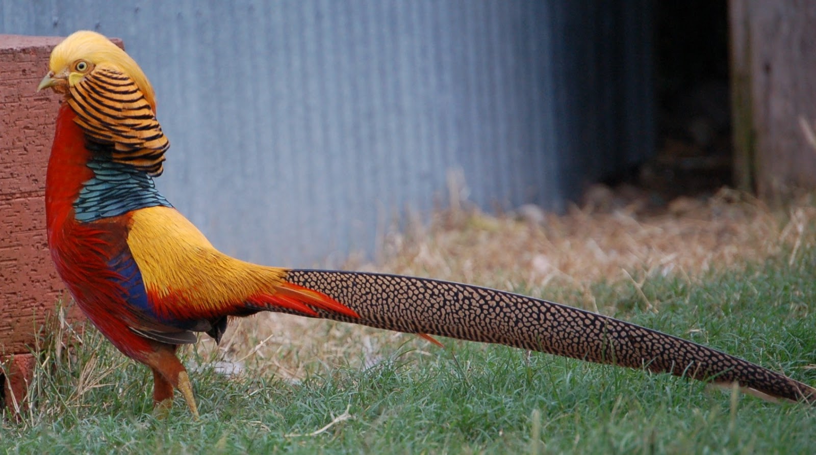 Most Beautiful Red Golden Pheasant