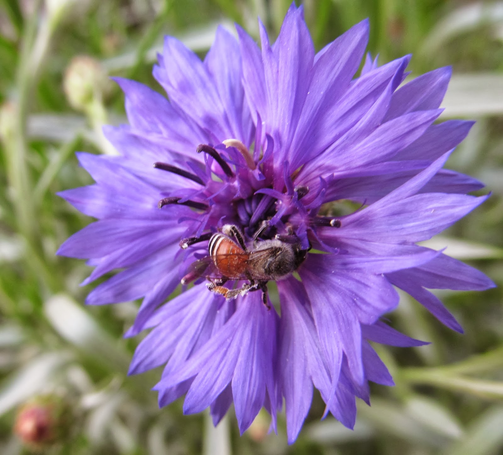 NATURAL & UNIQUE PHOTOGRAPHY: BACHELOR"S BUTTON FLOWER or CORN FLOWER ...