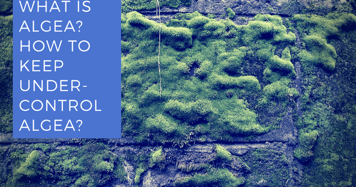 Aquarium Fish Index: What is algea? How to keep under-control algea?