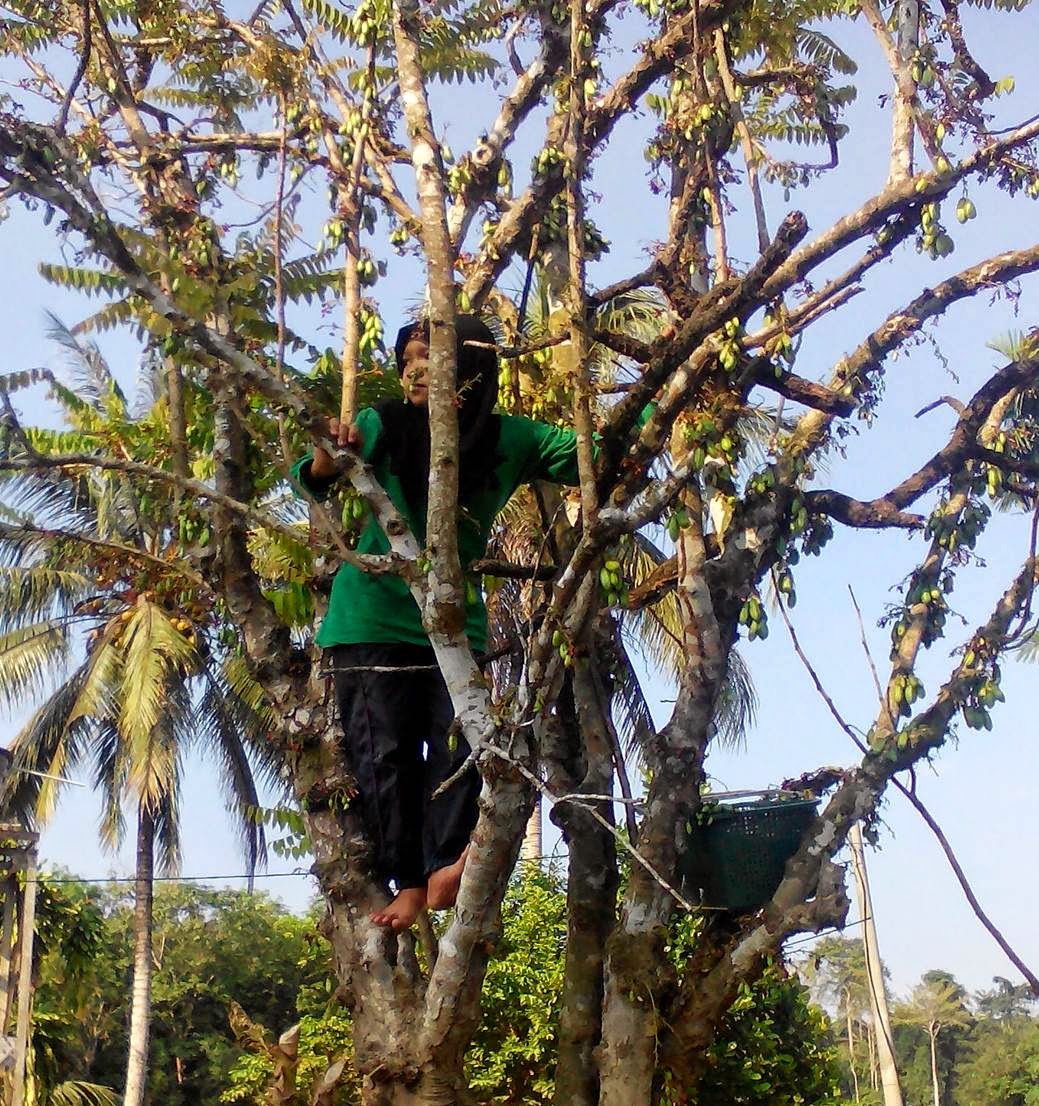 Sambal Hitam Tumbok Original Pahang: Proses PengHasilan Sambal Hitam Tumbok