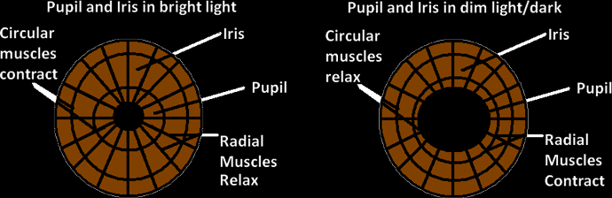 The BioLogs: CSEC - How the eye works