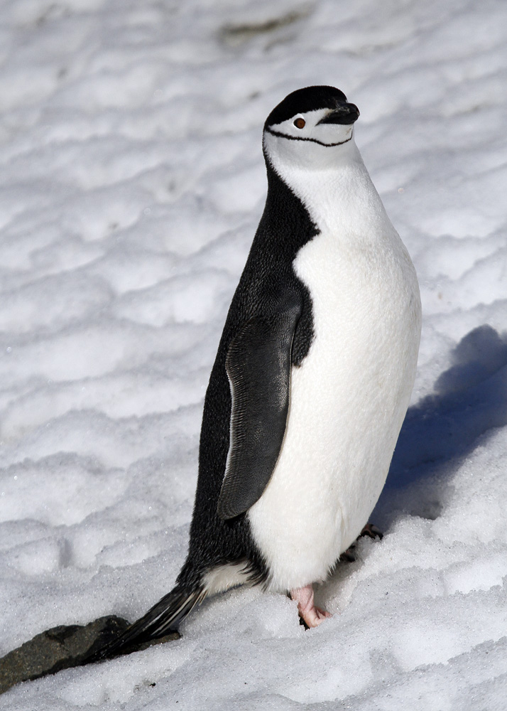 Travels with birds: Elephant Island