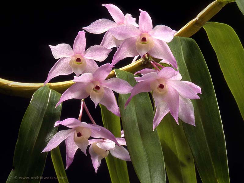 Jom Tanam Bunga: Anggerik Ke Orkid?