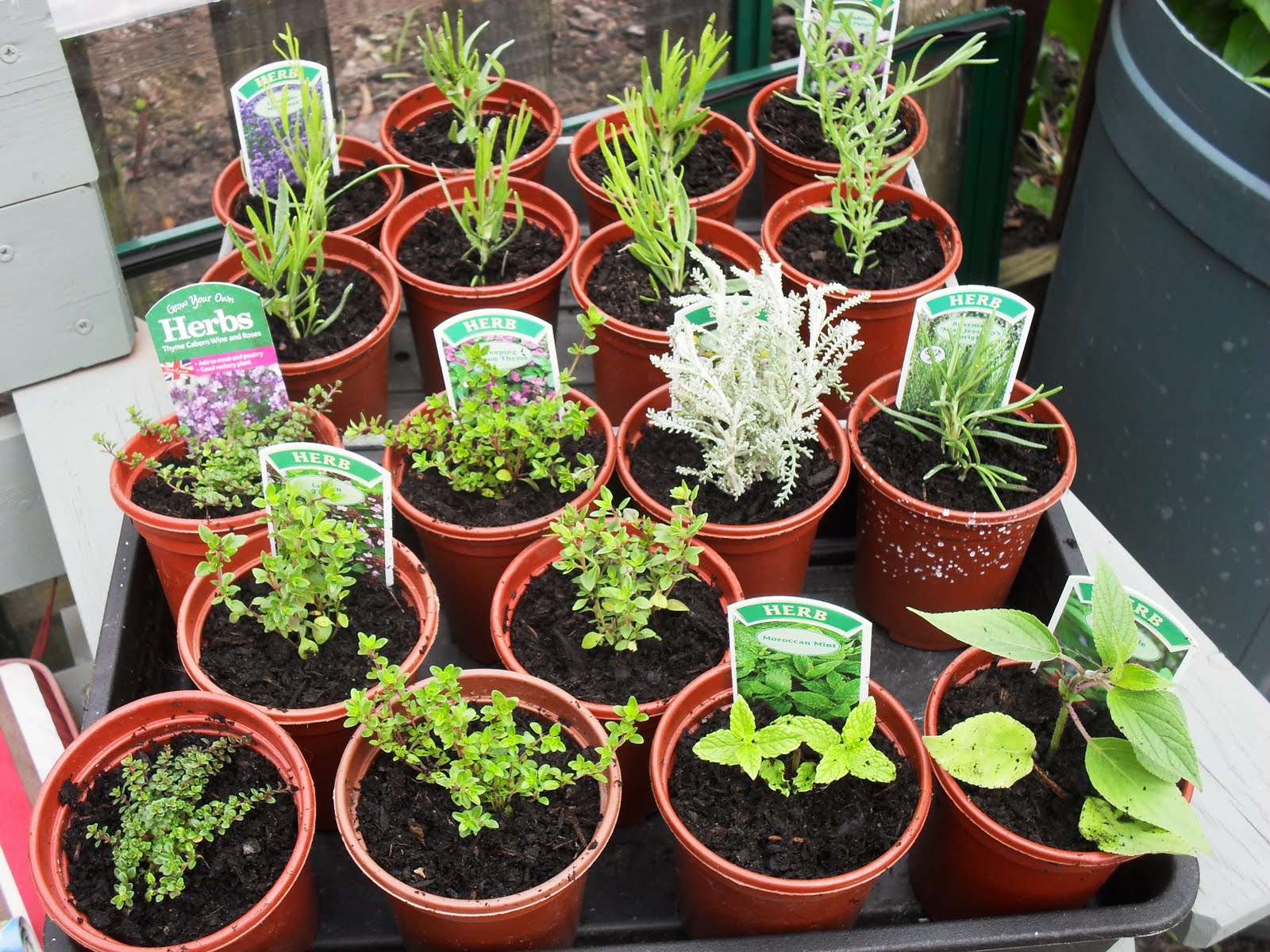 Holly Grove Garden: Herbs by Post