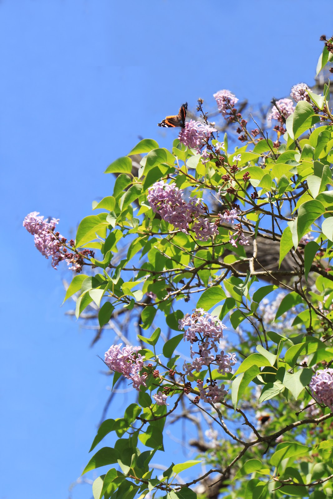 LoveStruck: |{ April Showers Bring May Flowers }|