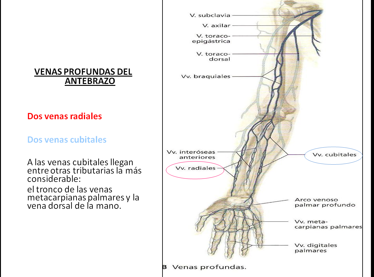 INFORMACION DE APOYO PARA ESTUDIANTES DE MEDICINA Y PERSONAS QUE DESEEN ...