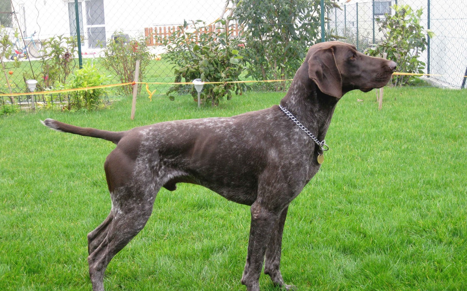 Cães & Cães: Braco Alemão de Pelo Curto