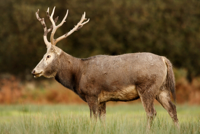 Jeremy Inglis Photography: Pere David's Deer