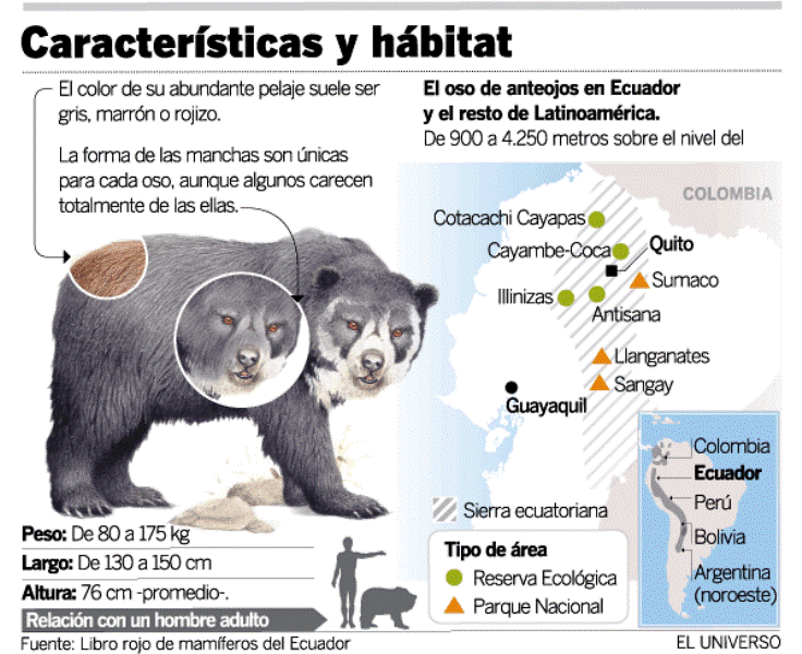 oso de anteojos: oso de anteojos oso de anteojos: oso de anteojos