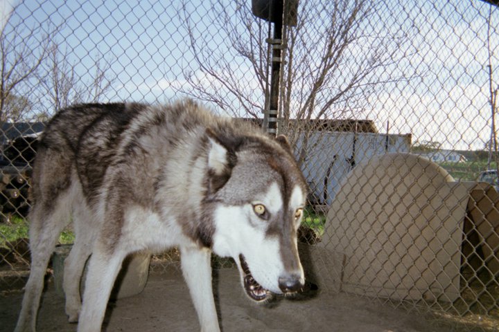WineWalkabout: Wolfs Where? or Whar! Saturday May 26 2012