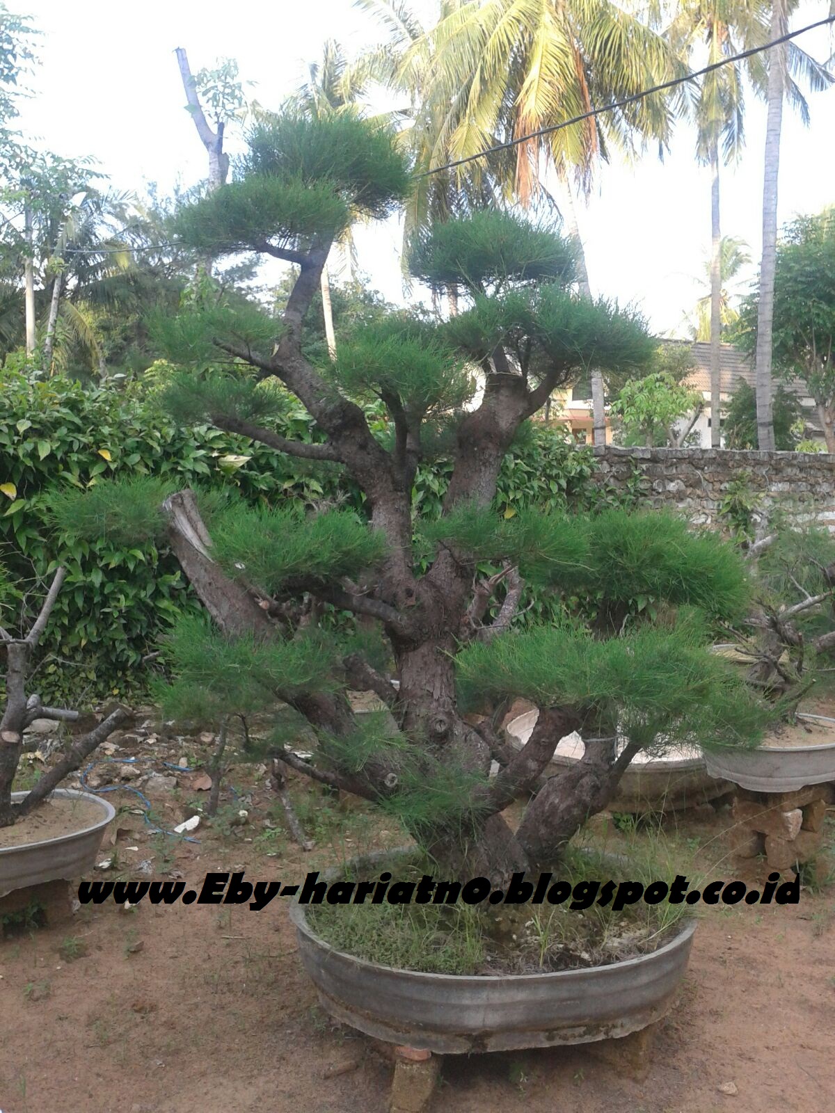 Cemara udang | Casuarina equisetifolia - Berbagi tips dan trik terbaru