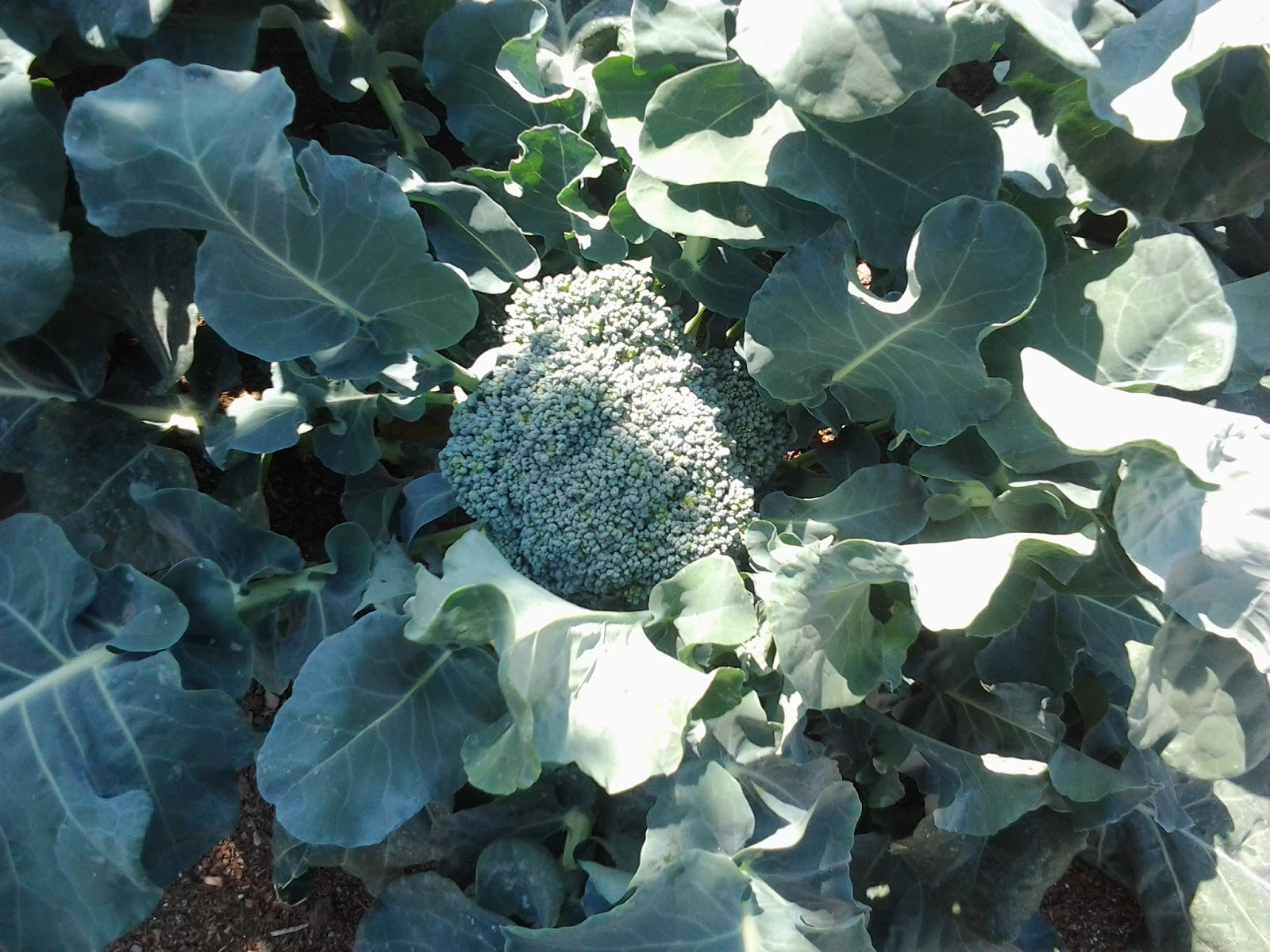 The Organic Suburban Farm Girl: Broccoli: From Garden to Table