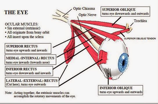 drssnairvetblogs: EYE CANCER IN CATTLE - Bovine Ocular Squamous Cell ...