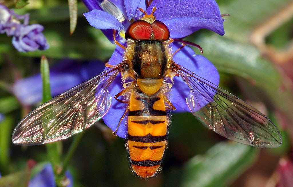 éCoBio2N@tuR€: Le syrphe