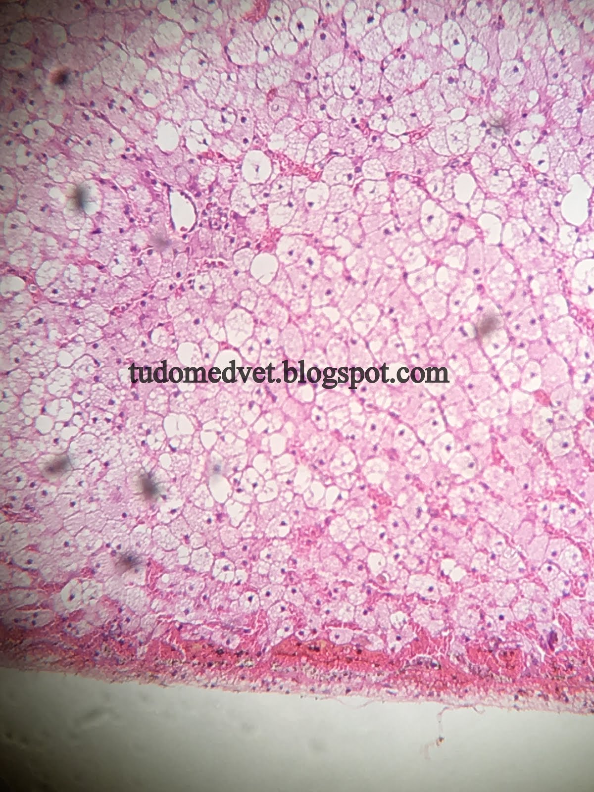 Esteatose Hepática - Tudo sobre Medicina Veterinária!