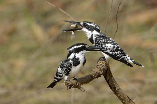 Hackers With Techkers All About Birds An Android Application That Flies High hackers-with-techkers-all-about-birds-an-android-application-that-flies-high