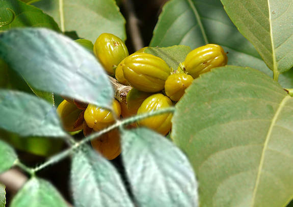 Benefits of Saptarangi- Cure for Diabetes and Obesity - Home Remedies ...