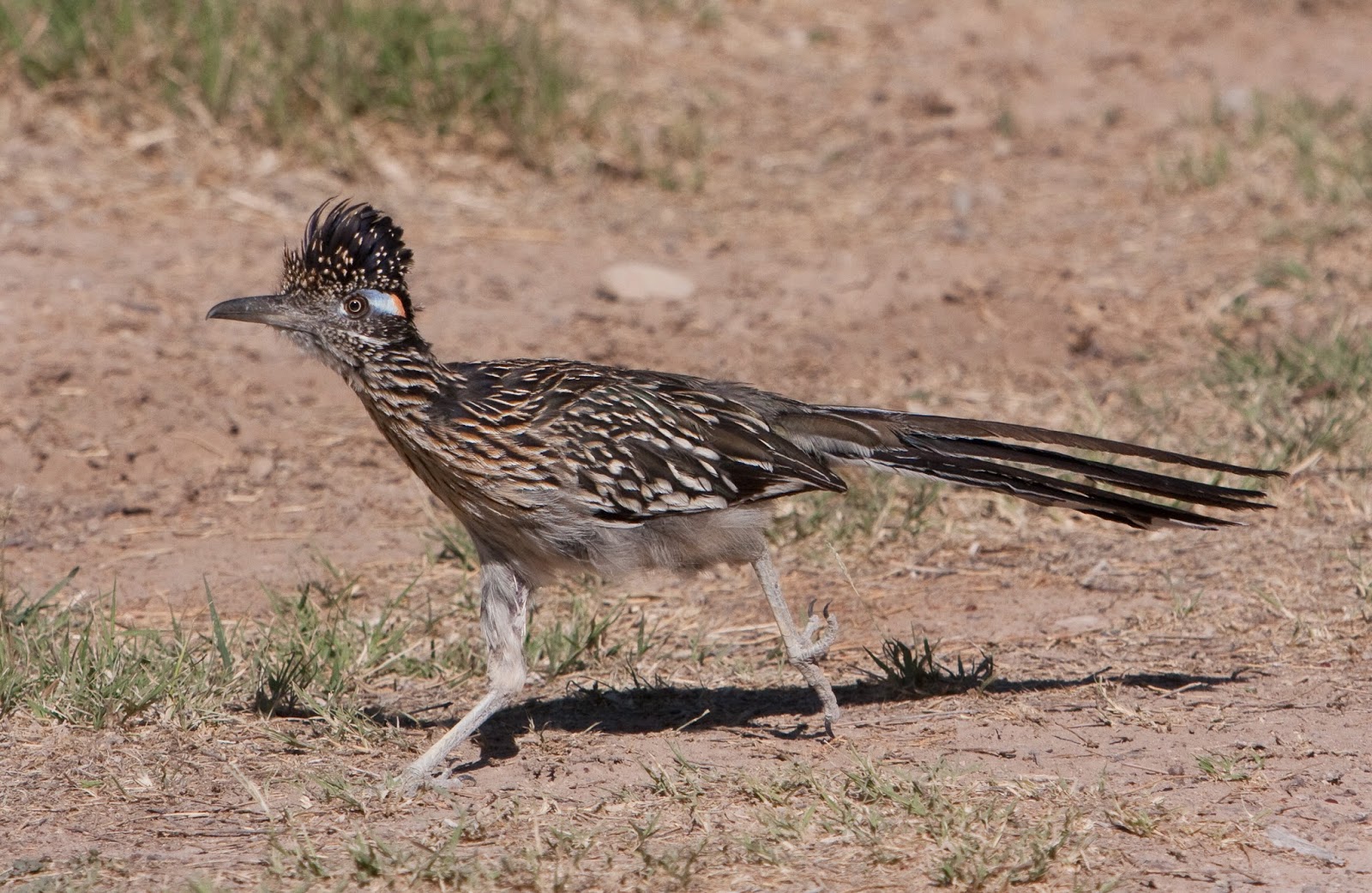 Road Runner Bird Running