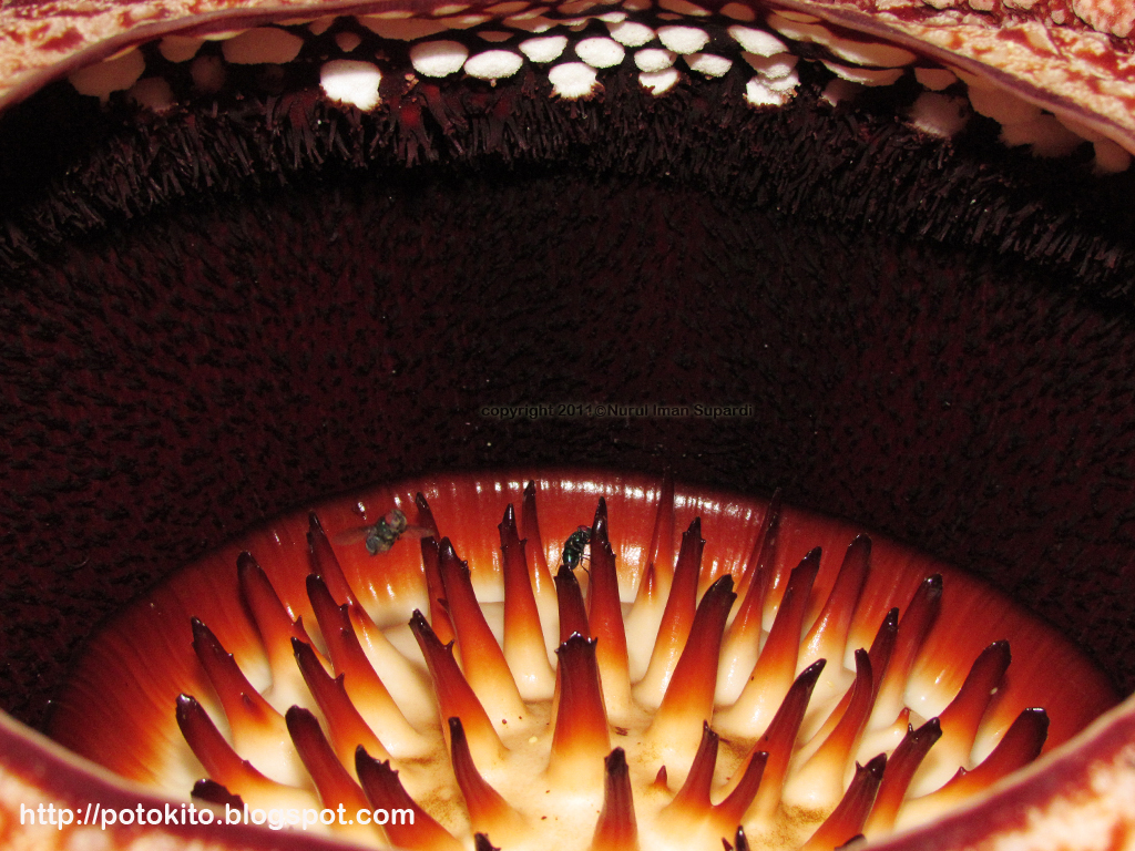 Gallery of Bengkulu - Indonesia: A Close Up views of the newest ...