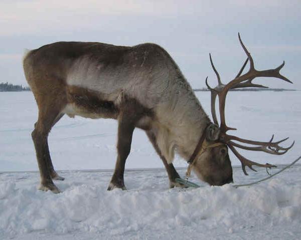 Descrizione: Renna • Scuolissima.com