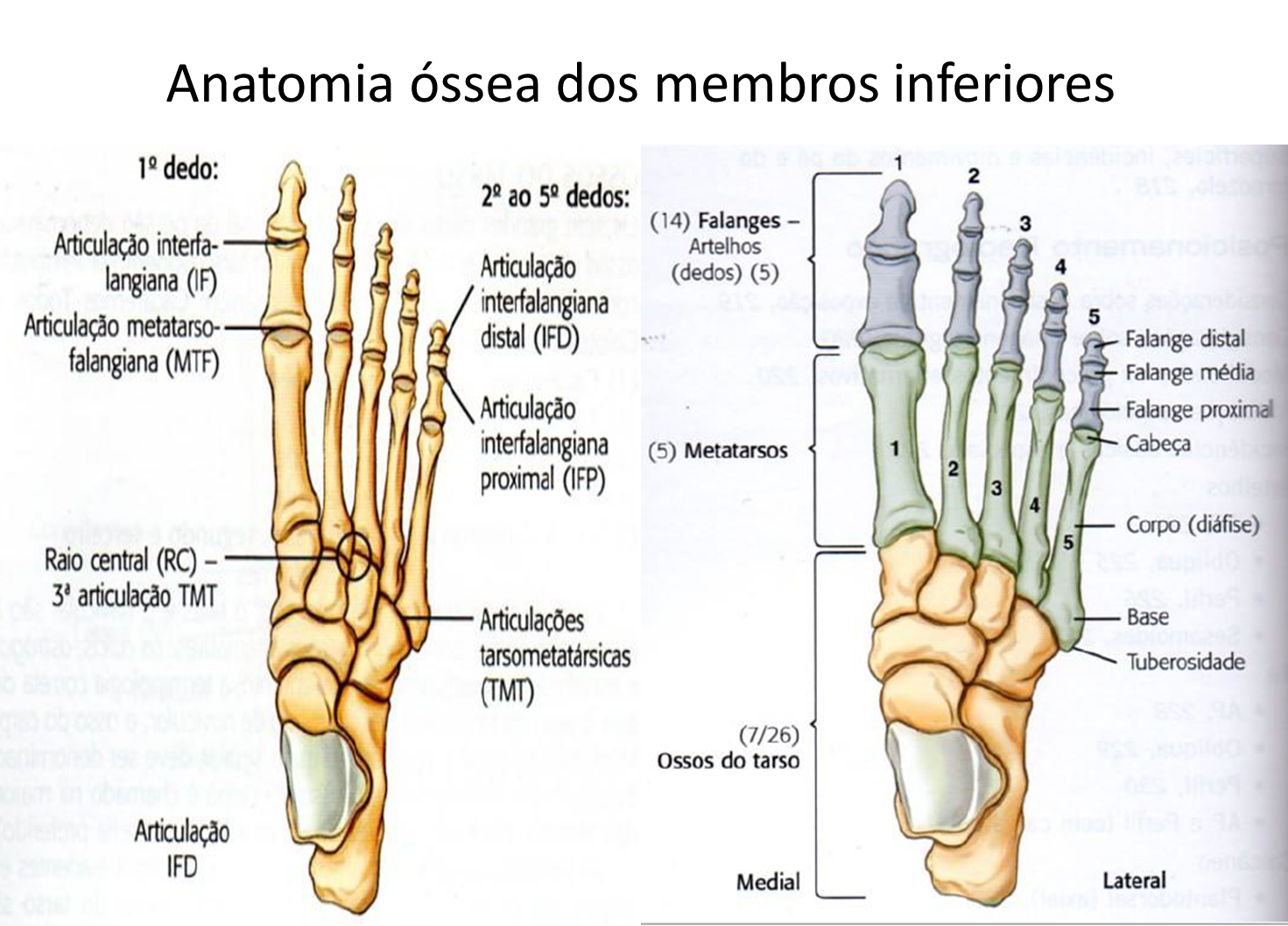 Articulações Do Membro Inferior - BRAINCP