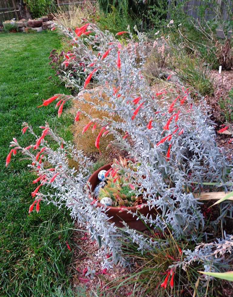 Prairiebreak: Wildfire! zauschnerias set flame to the West! (or ...