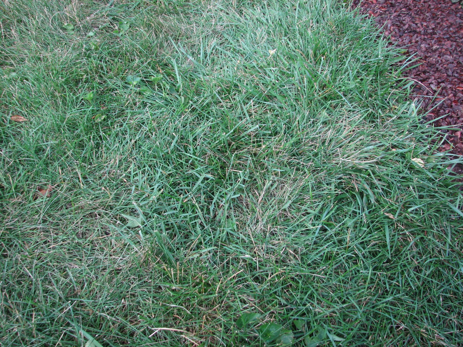 iaTURF: NIMBLEWILL UPDATE-JUNE 2012