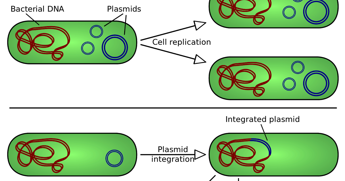 Cara Reproduksi Bakteri | yaudahkasideh