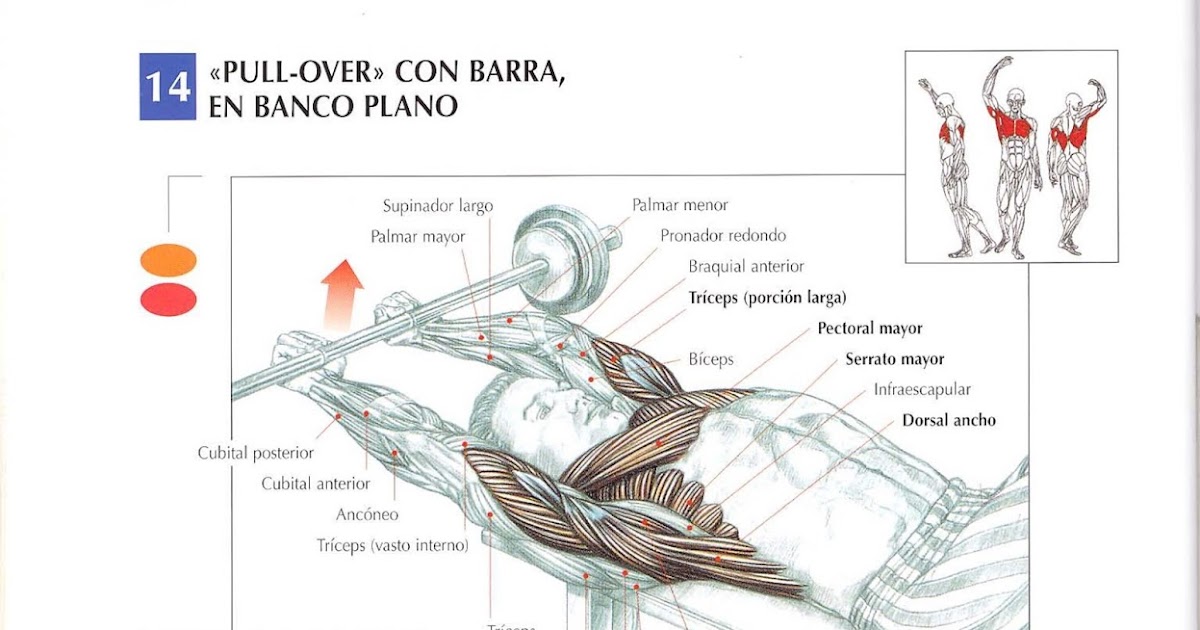 Ejercítate 365: PULL - OVER CON BARRA EN BANCO PLANO. HOMBRE