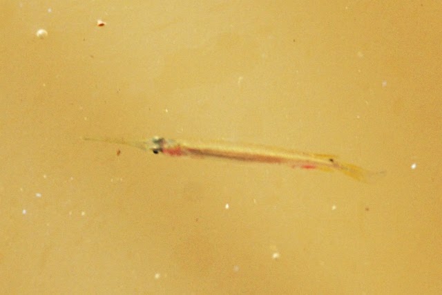 Singapore Wild Animals: Ricefish, halfbeaks, needlefishes